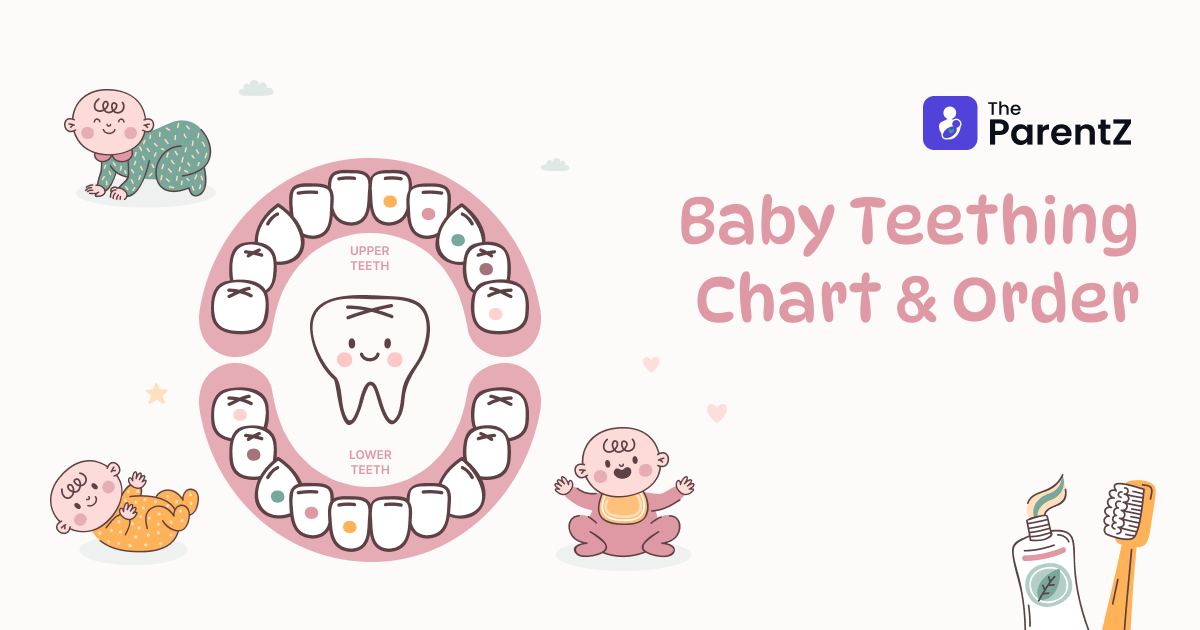Baby Teething Chart - What is the order of teething in babies? The ParentZ