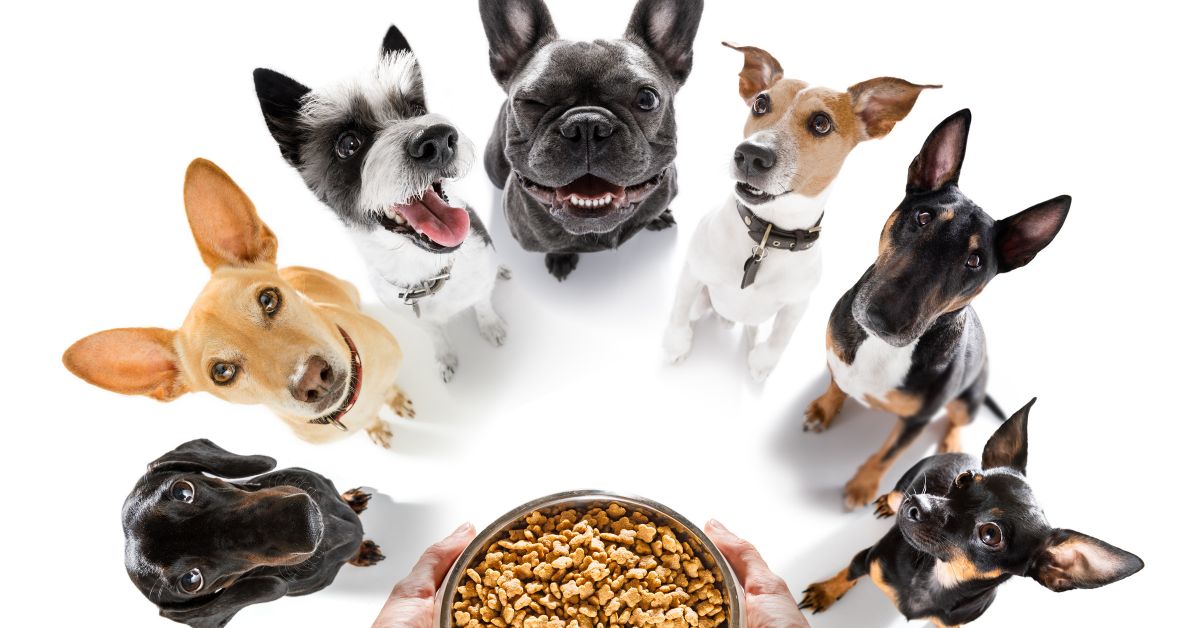 5 Best Dog Breeds For Kids - The ParentZ